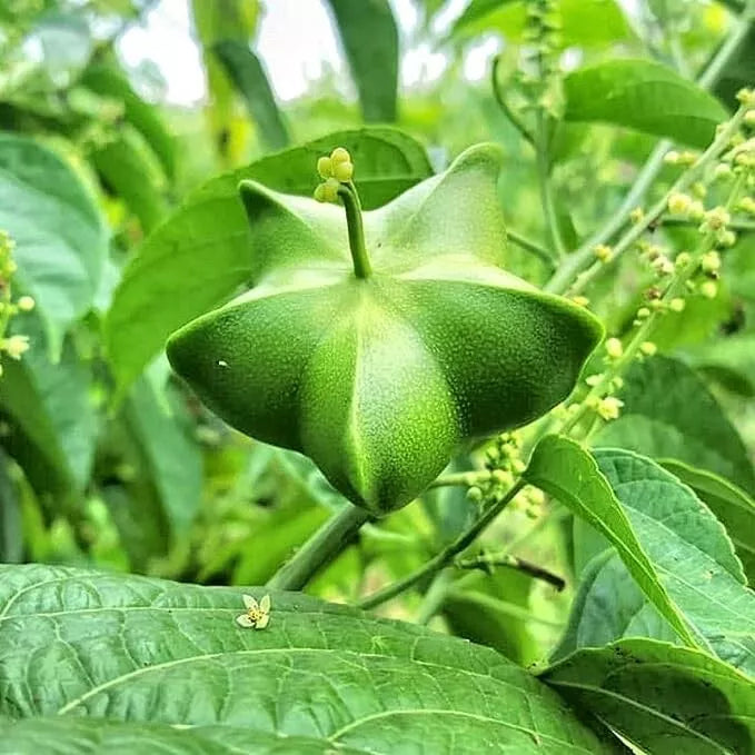 Sacha Inchi Seeds Roasted Spicy 2lb – The Cob Mercantile and Worlds Window